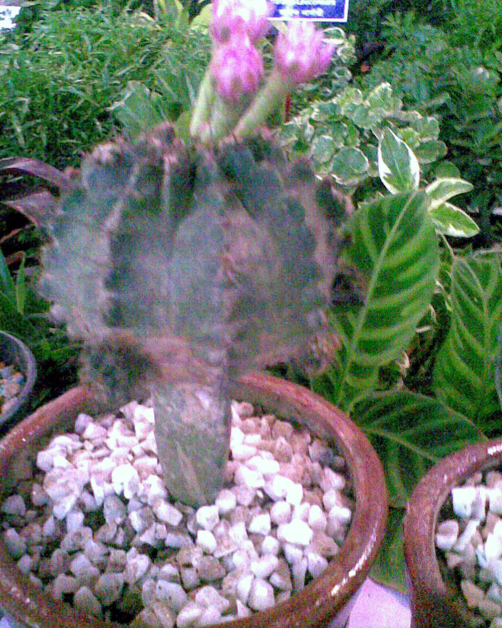Cactus: Cacctus