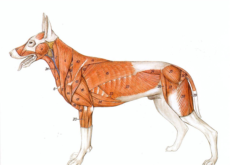 Dr. Rosivaldo Vet: ANATOMIA TOPOGRÁFICA - O TÓRAX