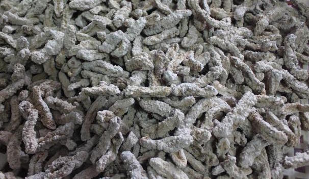 Minyak Gamat Plus Asli Langkawi - Sea Cucumber Medicinal Oil