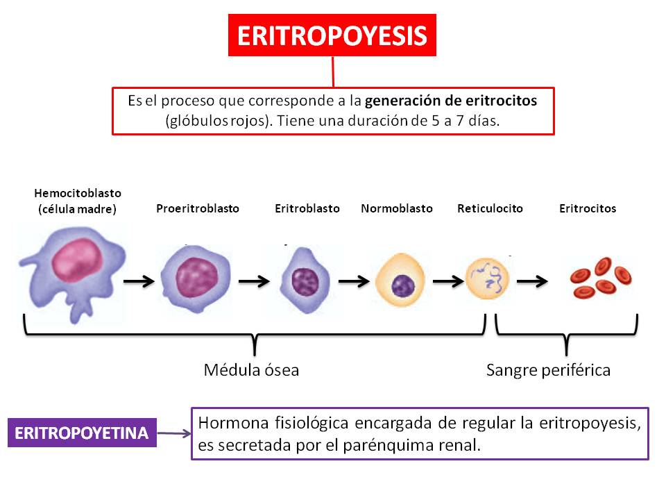 FISIOLOGÍA HUMANA: Eritropoyesis