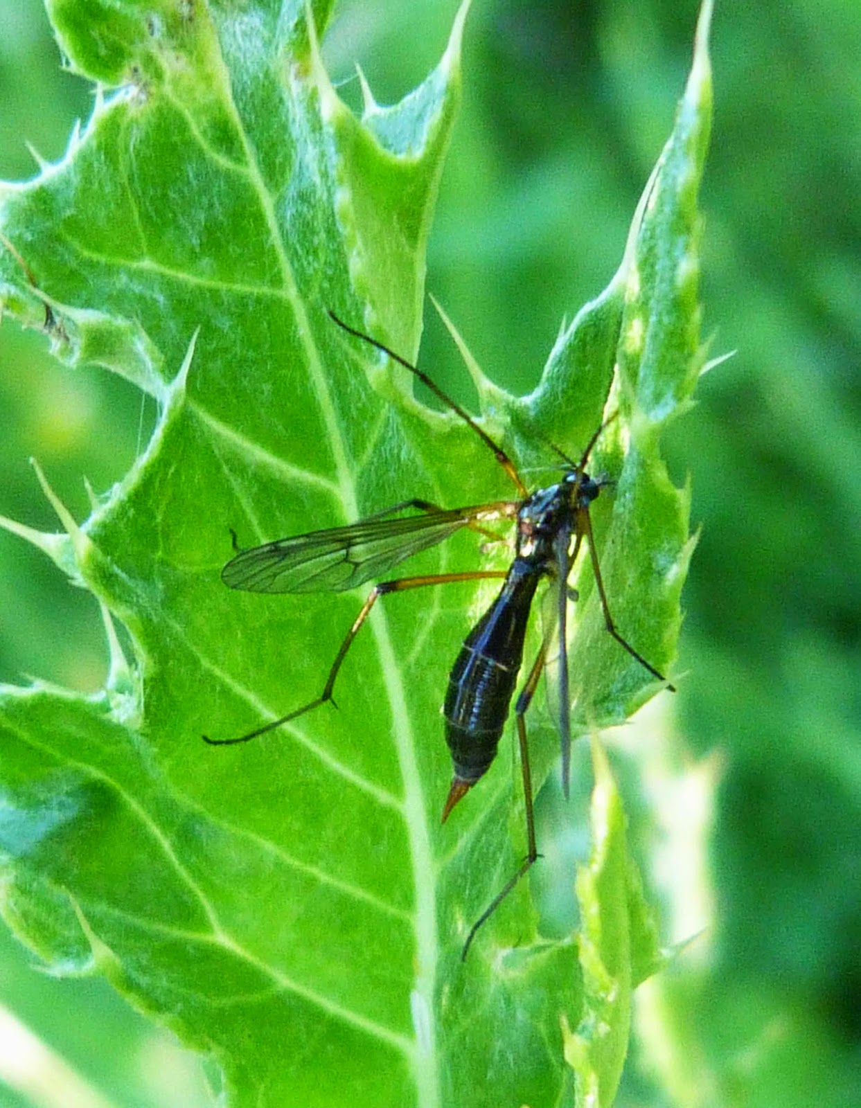 Insects of Scotland: Craneflies