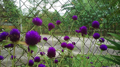 MyKebun: MyKebun Flower - Bunga Butang