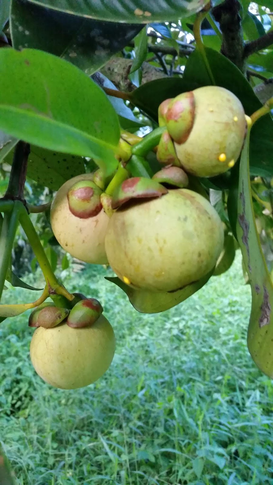 Warisan Petani: Buah Manggis