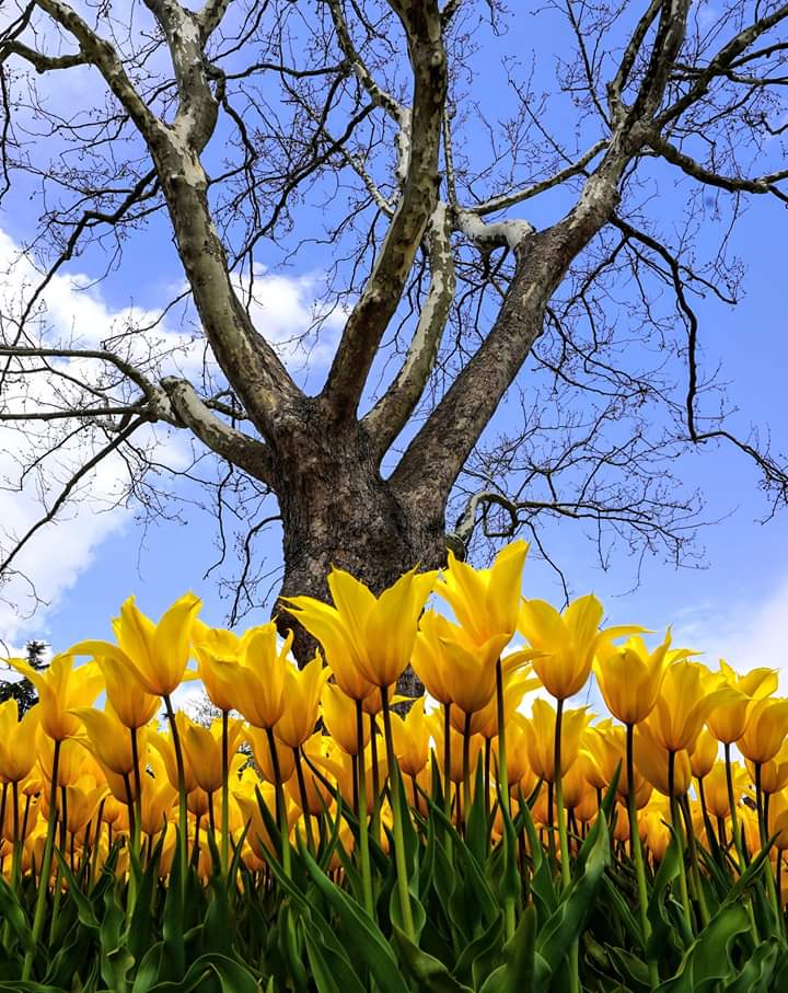 FILOSOFI DAUN KERING