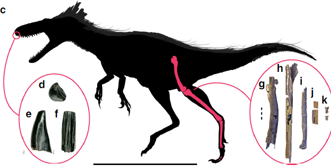 Sciency Thoughts: Moros intrepidus: A small Tyrannosauroid Theropod ...