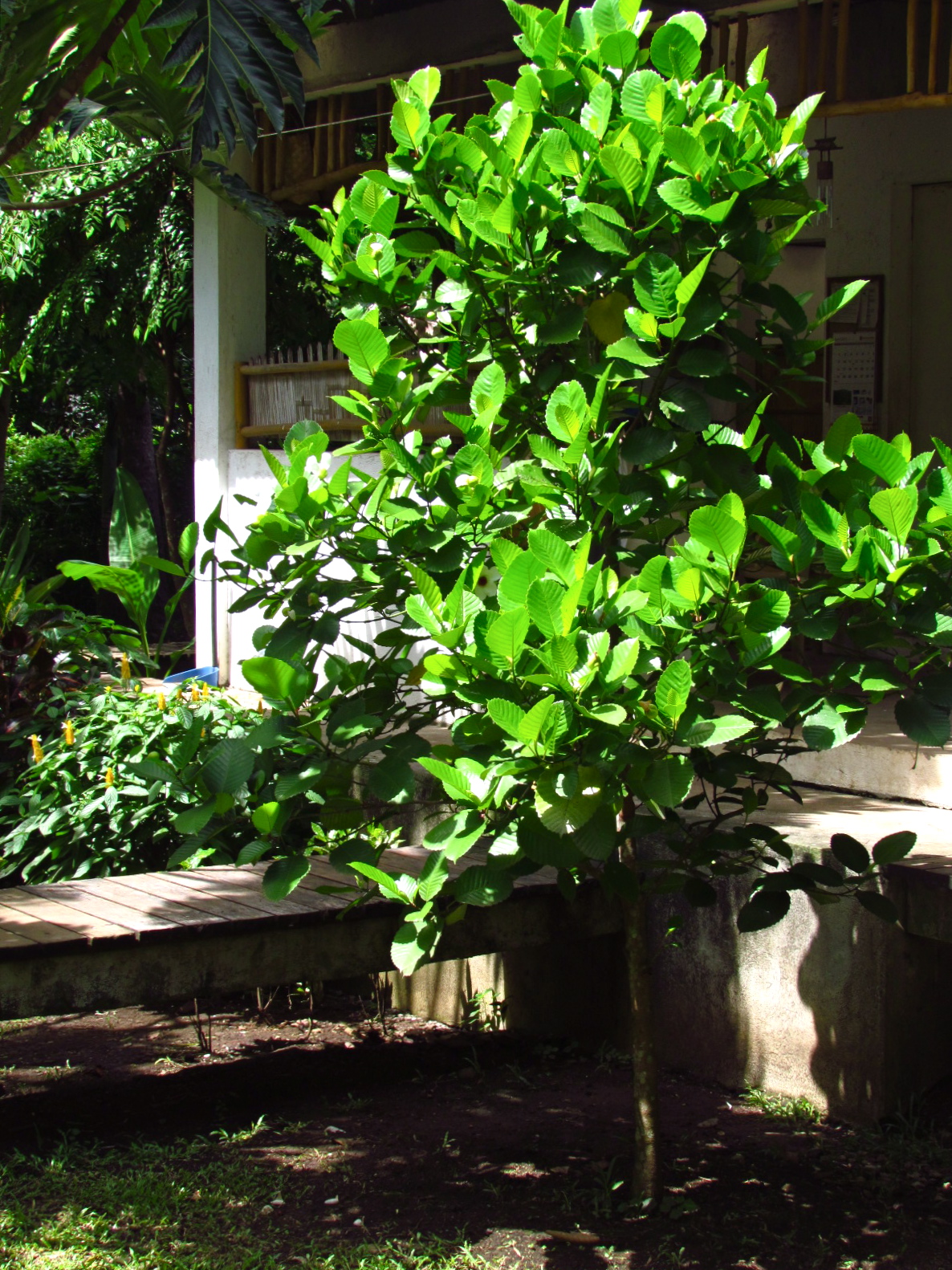 1784: Philippine Tree of the Month: Katmon