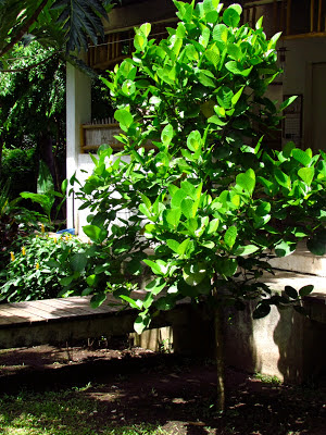 1784: Philippine Tree of the Month: Katmon