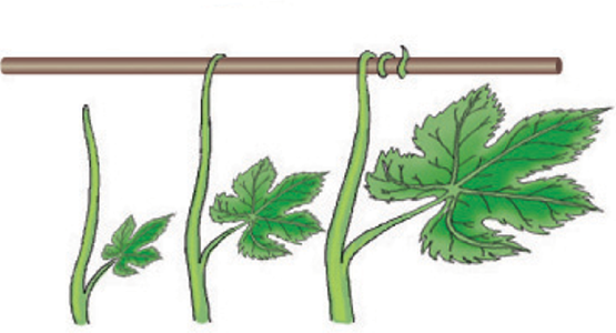 BIOLOGÍA 1Bachillerato OJA: Tema 12. La relación y la reproducción de ...