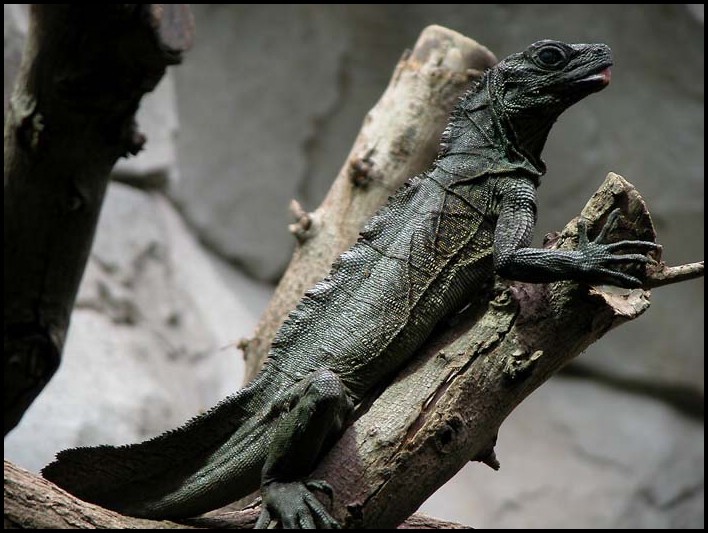 Real Monstrosities: Sailfin Lizard