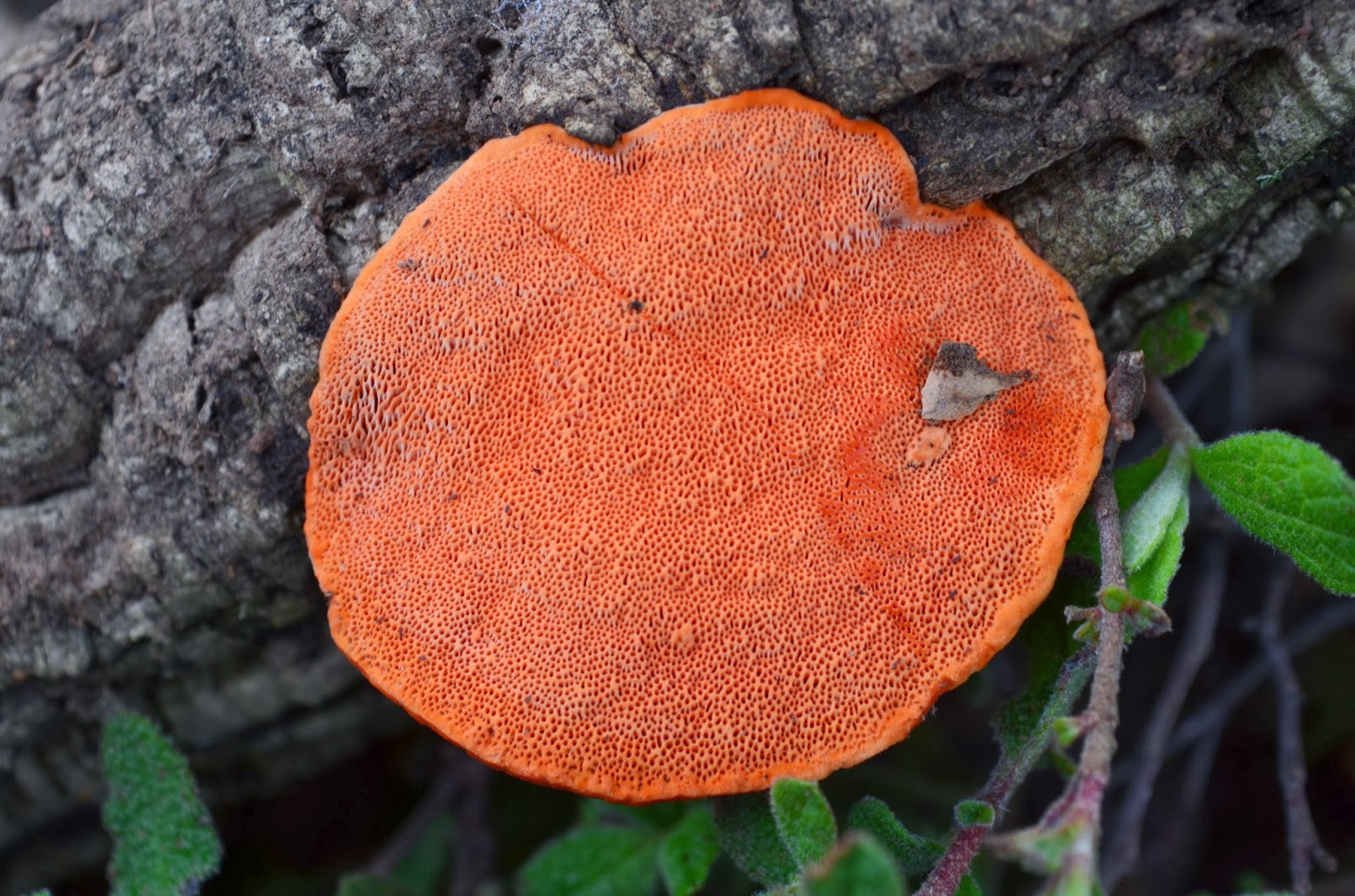 Setas Extremadura : Pycnoporus Cinnabarinus