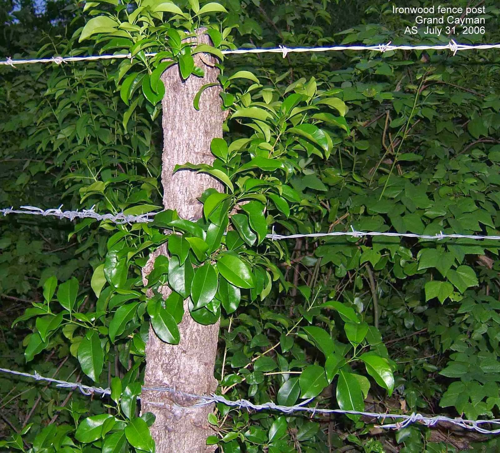 CaymANNature: Cayman Ironwood tree