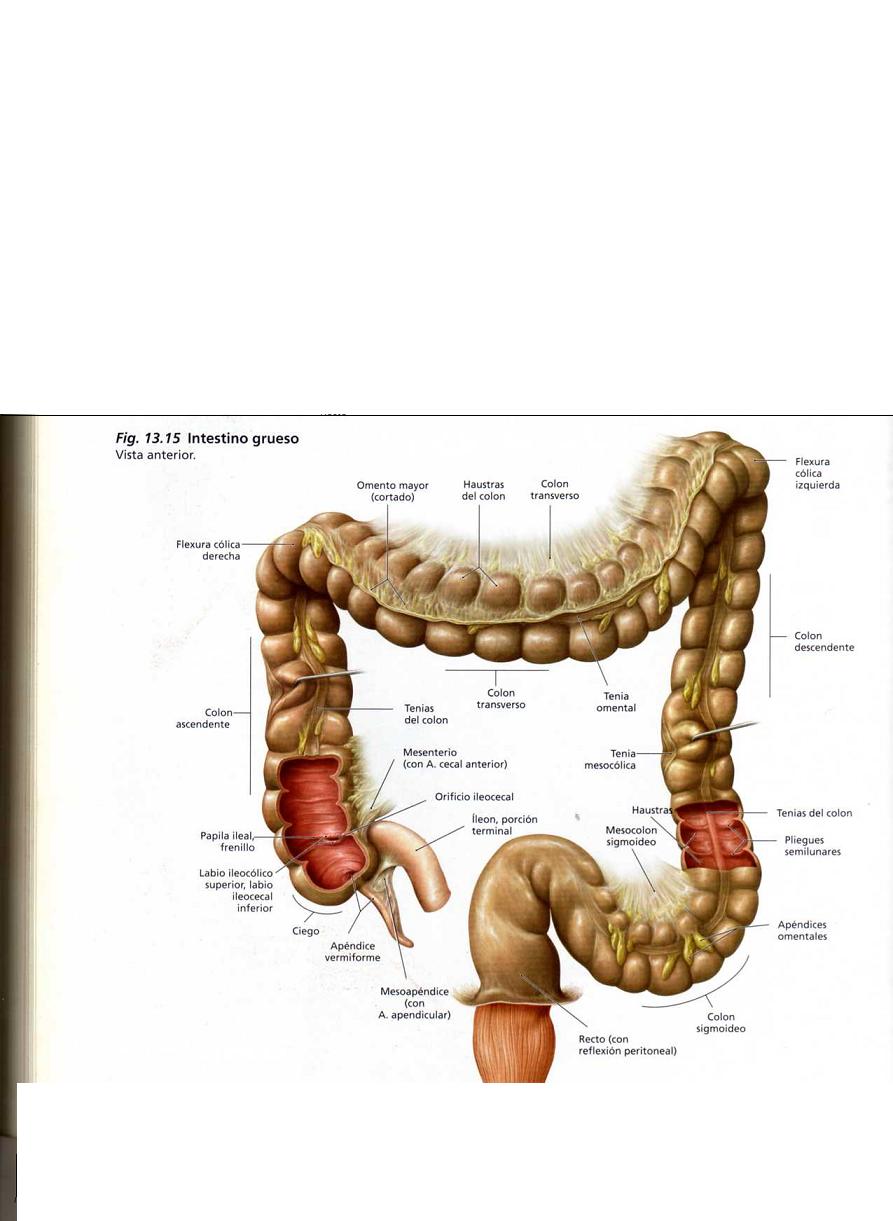 HIDROTERAPIA COLON: CONOCE UN POCO MÁS TU COLON...