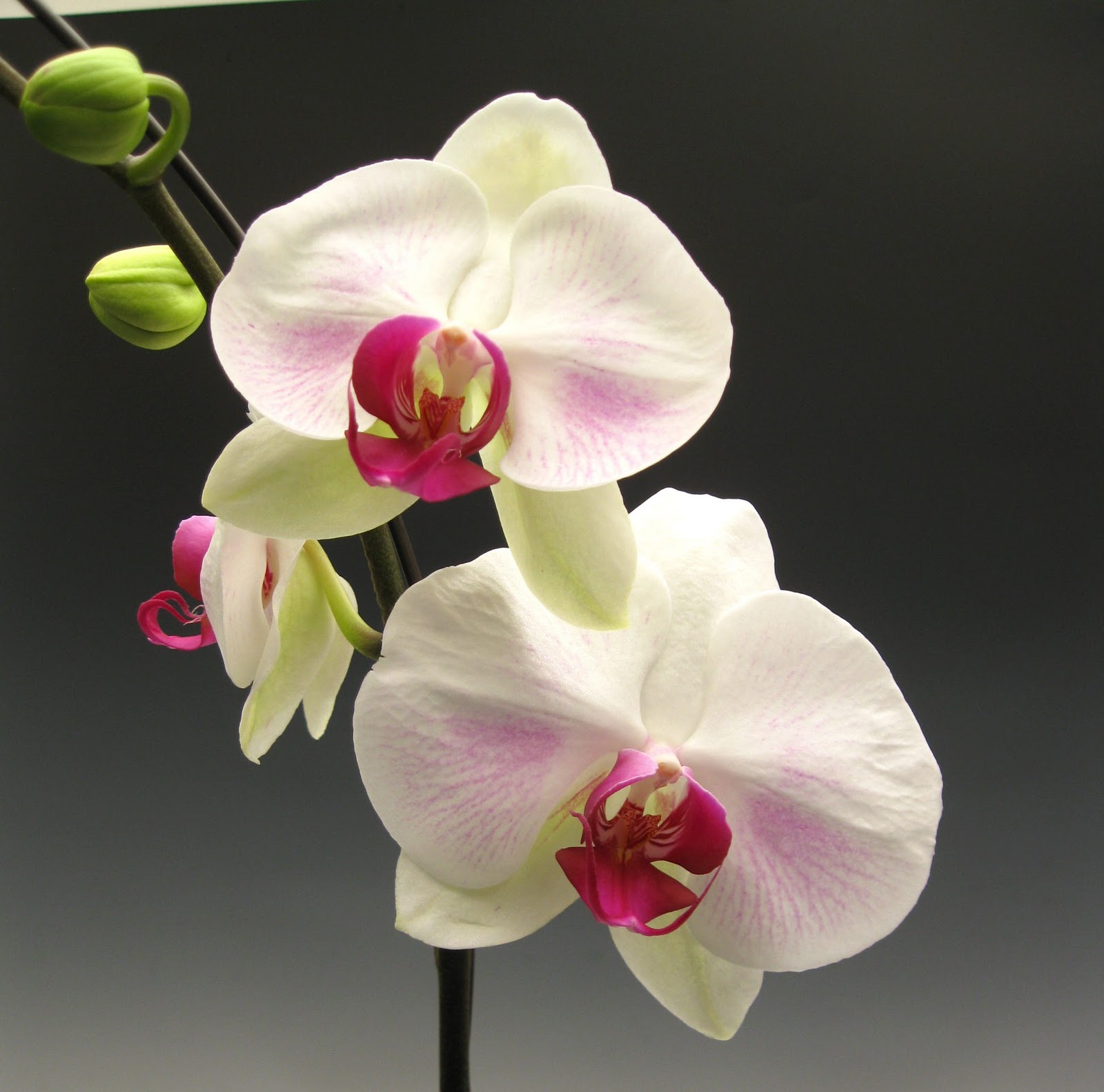 Spring Has Sprung | Orchidaceous! Orchid Blog