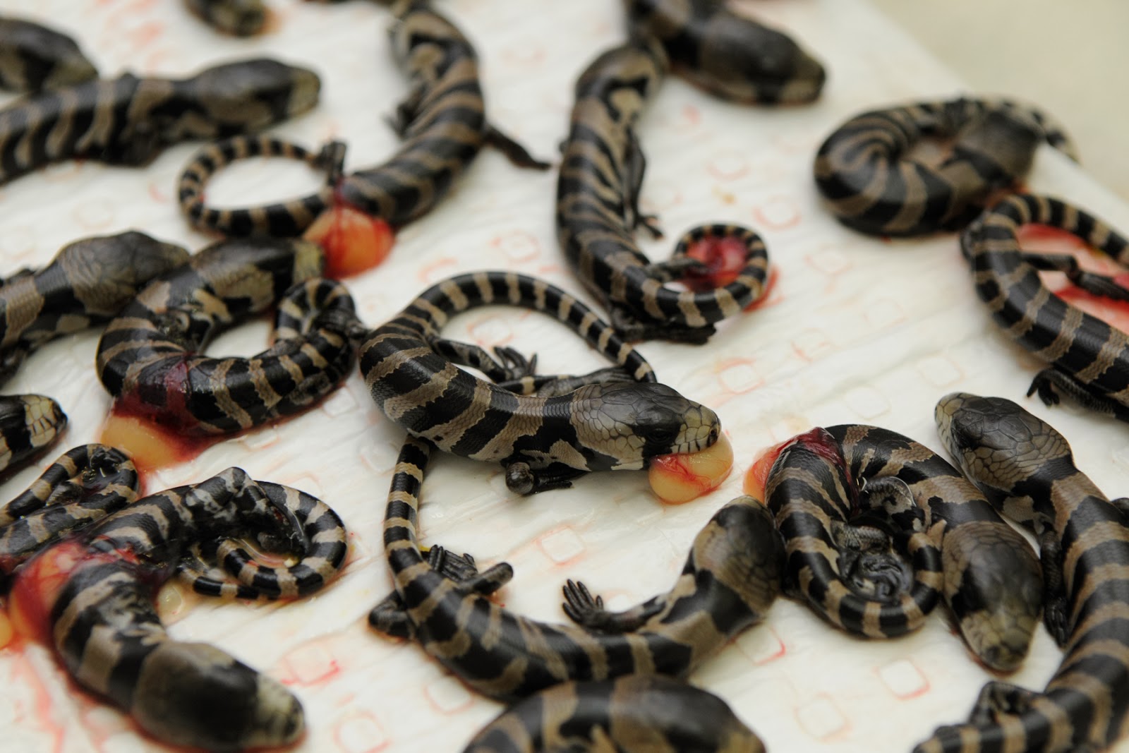 Small Animal Talk: How to care for reptiles and amphibians - and links