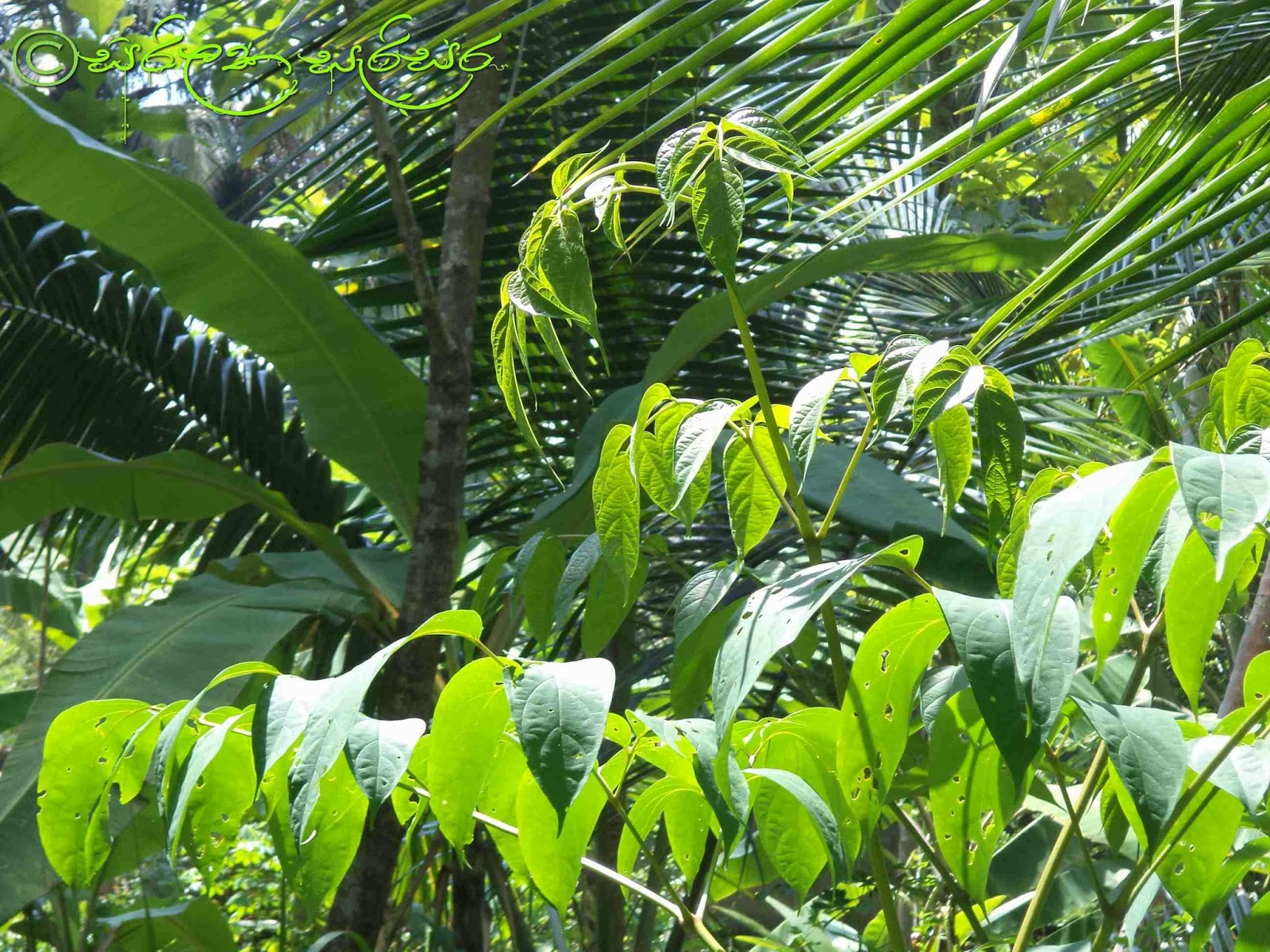 Trees and Plants of Sri Lanka: තොටිල - Thotila - Totila - Oroxylum indicum
