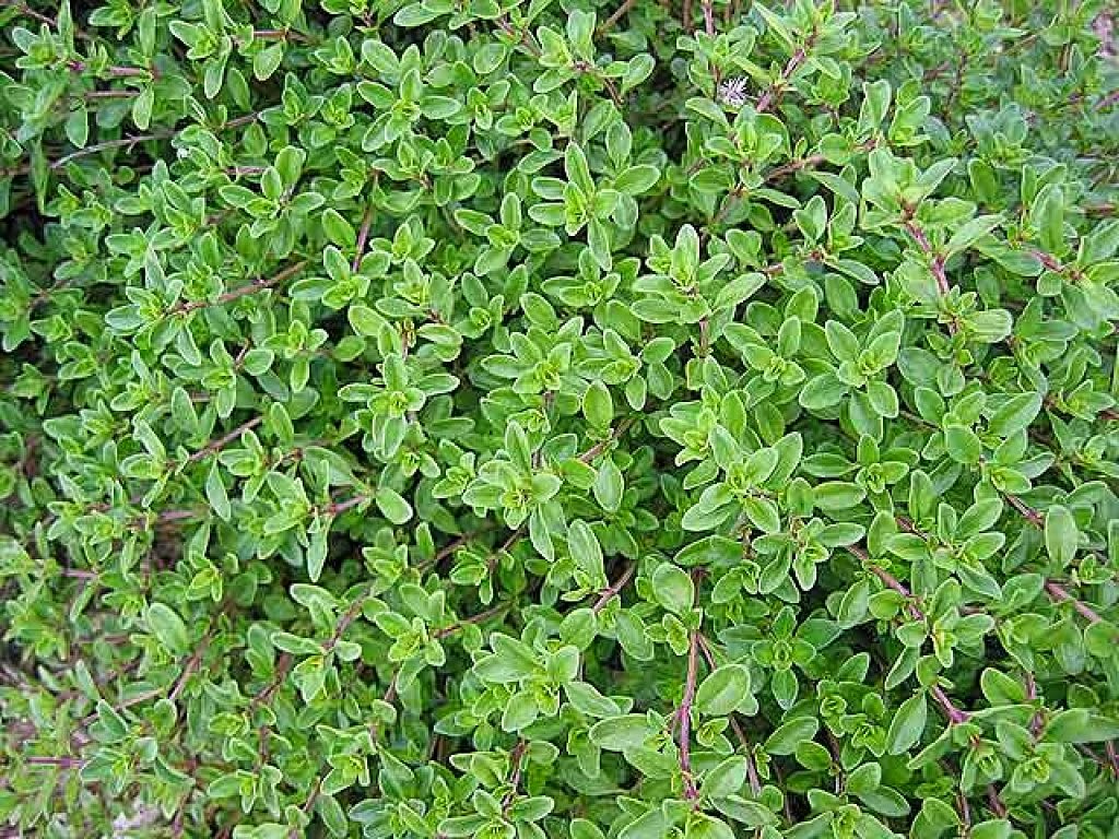 PLANTAS MORENAL: TOMILLO -- thymus vulgaris