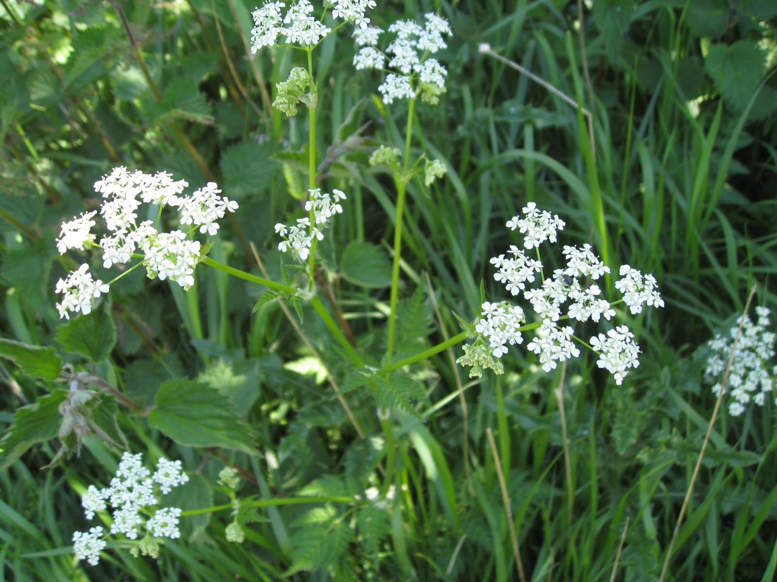 The Orchard Year: Cow Parsley ~ Anthriscus Sylvestris
