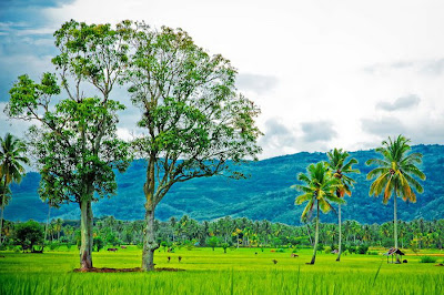 15 Wallpaper alam persawahan | Galery Berita unik dan Menarik