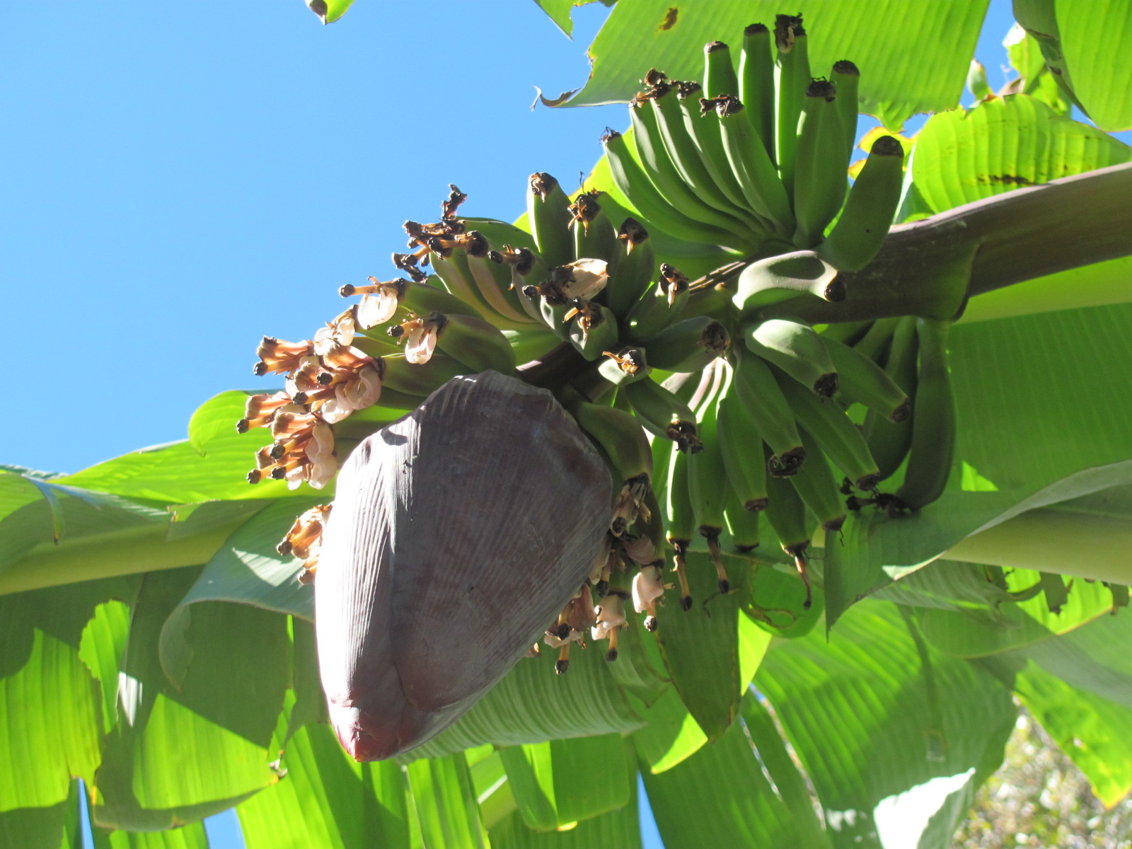 pulchra plantae: Banana- Musa species