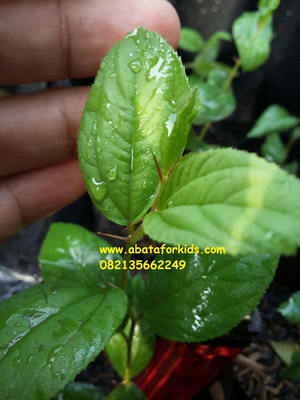 jual bibit dan biji bidara sidr | jual bibit pohon bidara