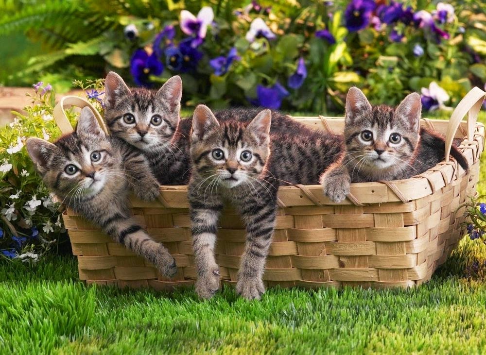 Fondos de escritorios gratis: Wallpapers de animales