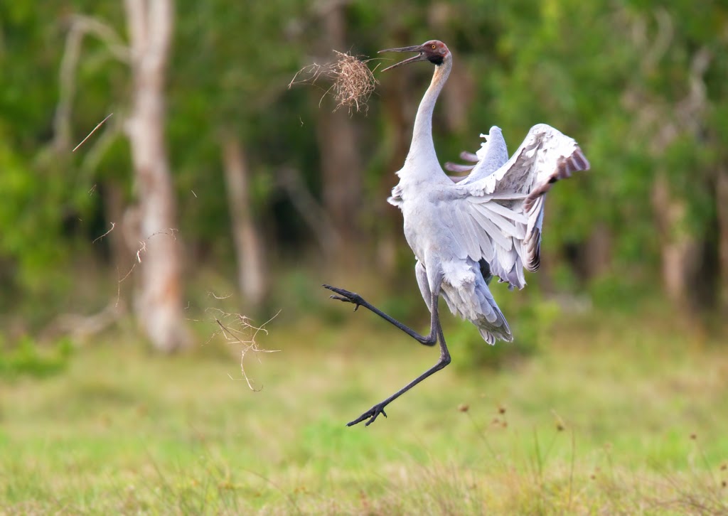 Brolga | The Biggest Animals Kingdom