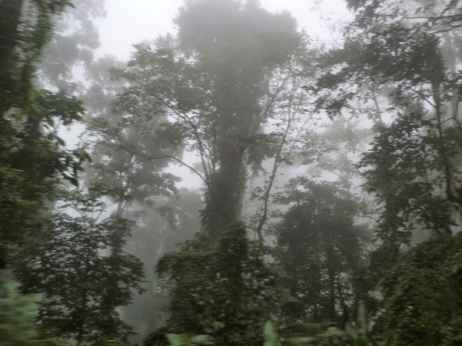 Postales de AYRE Venezuela: ¿Conoces el bosque nublado del Parque ...