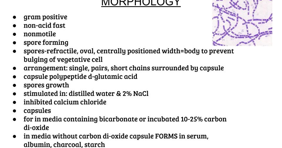 MBBS STUDENT RESCUE: MICROBIOLOGY: BACILLUS ANTHRACIS