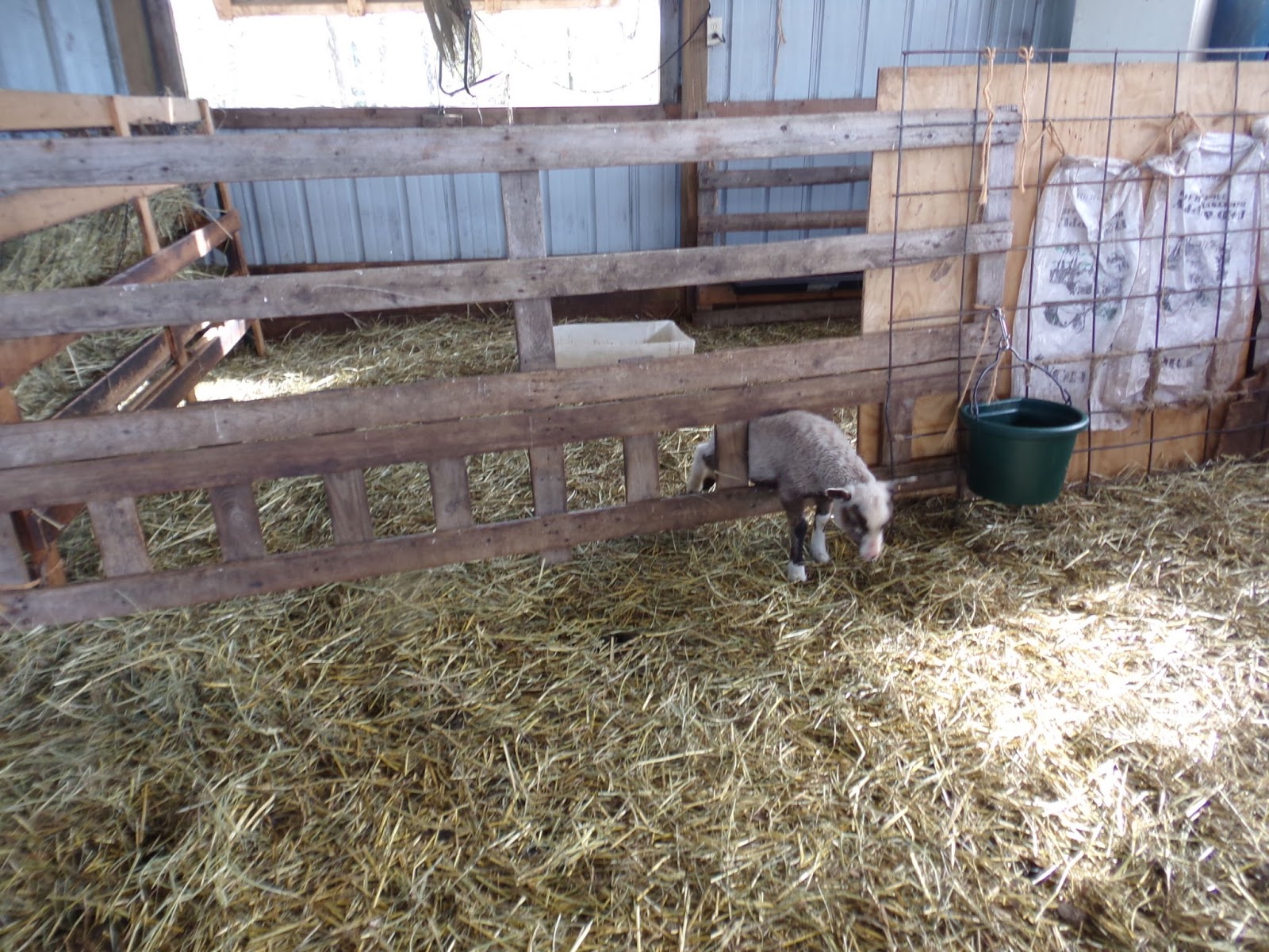 DLS Shetlands: Homemade creep feed gate