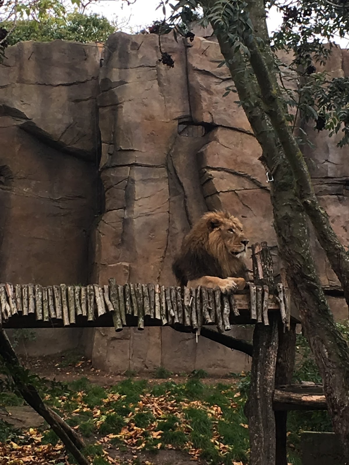 Halloween fun at ZSL London Zoo PLUS a Discount Code from AttractionTix