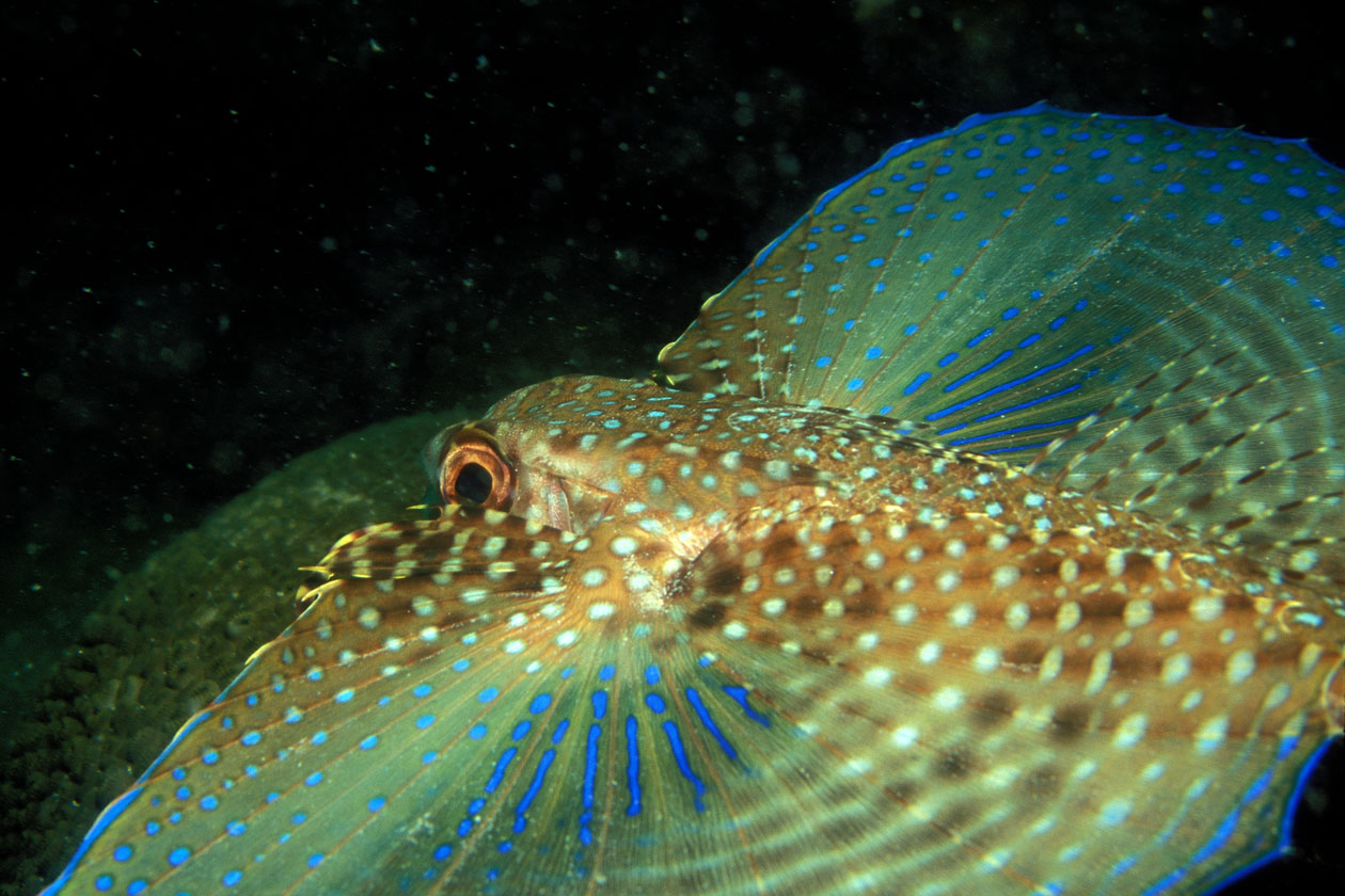 Real Monstrosities: Flying Gurnard