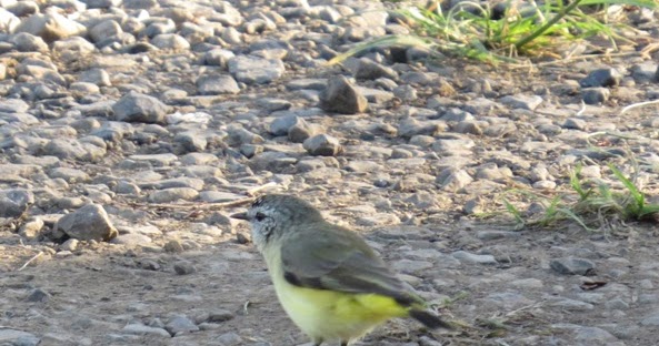 National Park Odyssey: Main Range National Park QLD: Goomburra Section.
