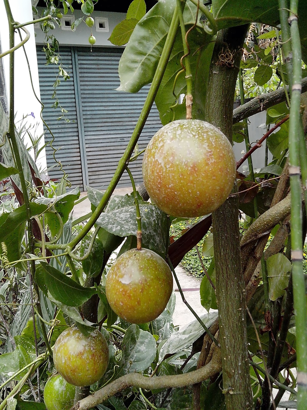 Endah Murniyati's Journey: WEEKLY HARVEST : MARCH 1