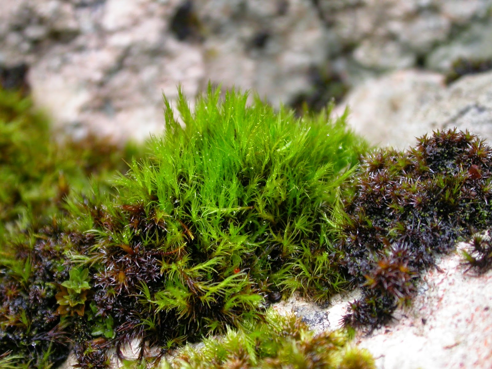 South Wales Bryophytes: January 2015