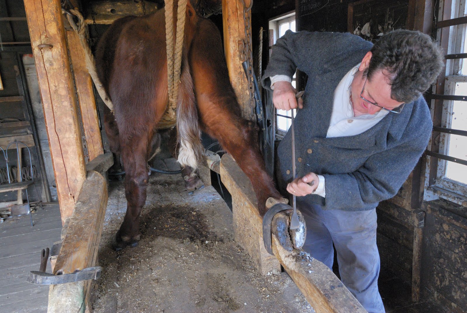 Life at Ross Farm: Spring time means ox shoeing