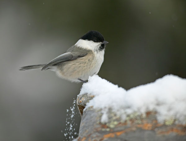 Een kijkje in Zweden: Zintuigen en herinneringen