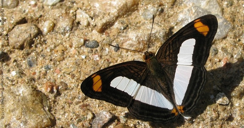 Variety of Life: Adelpha