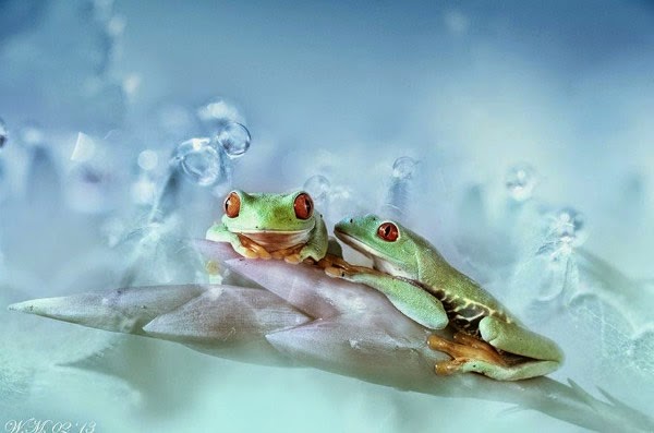 Amazing Arts: Incredible Photographs of Colored Frogs by Dutch photographer