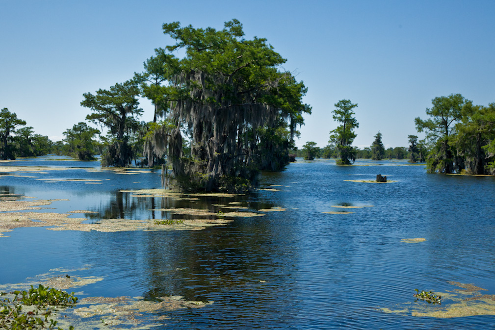My Musings: Down on The Bayou