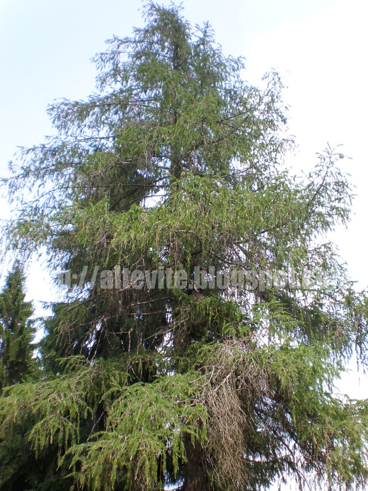 Piccolo atlante degli alberi di montagna | AlteVite