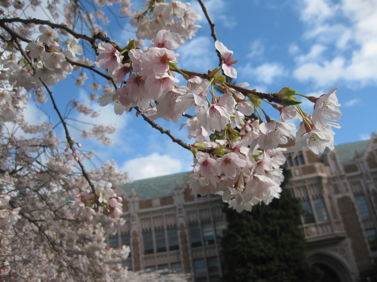 Seattle Japanese Garden Community Blog: UW sakura 2012 on sunny day