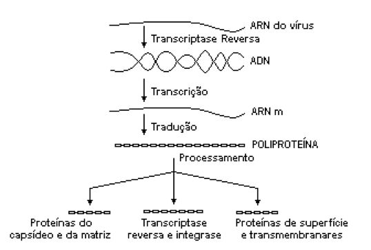 Sala BioQuímica: Aula de Virus