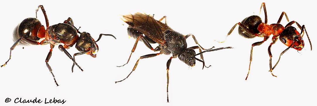 fourmis du genre Formica