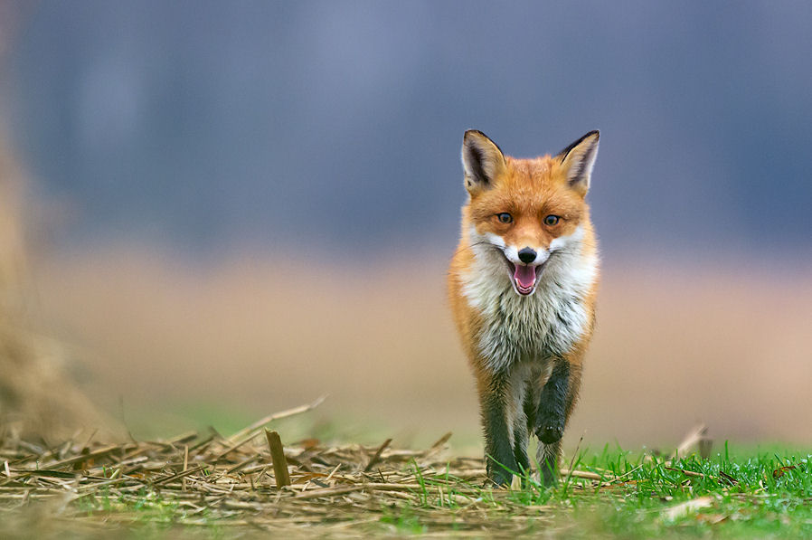 Banco de Imágenes Gratis: El paso del zorro - Fox