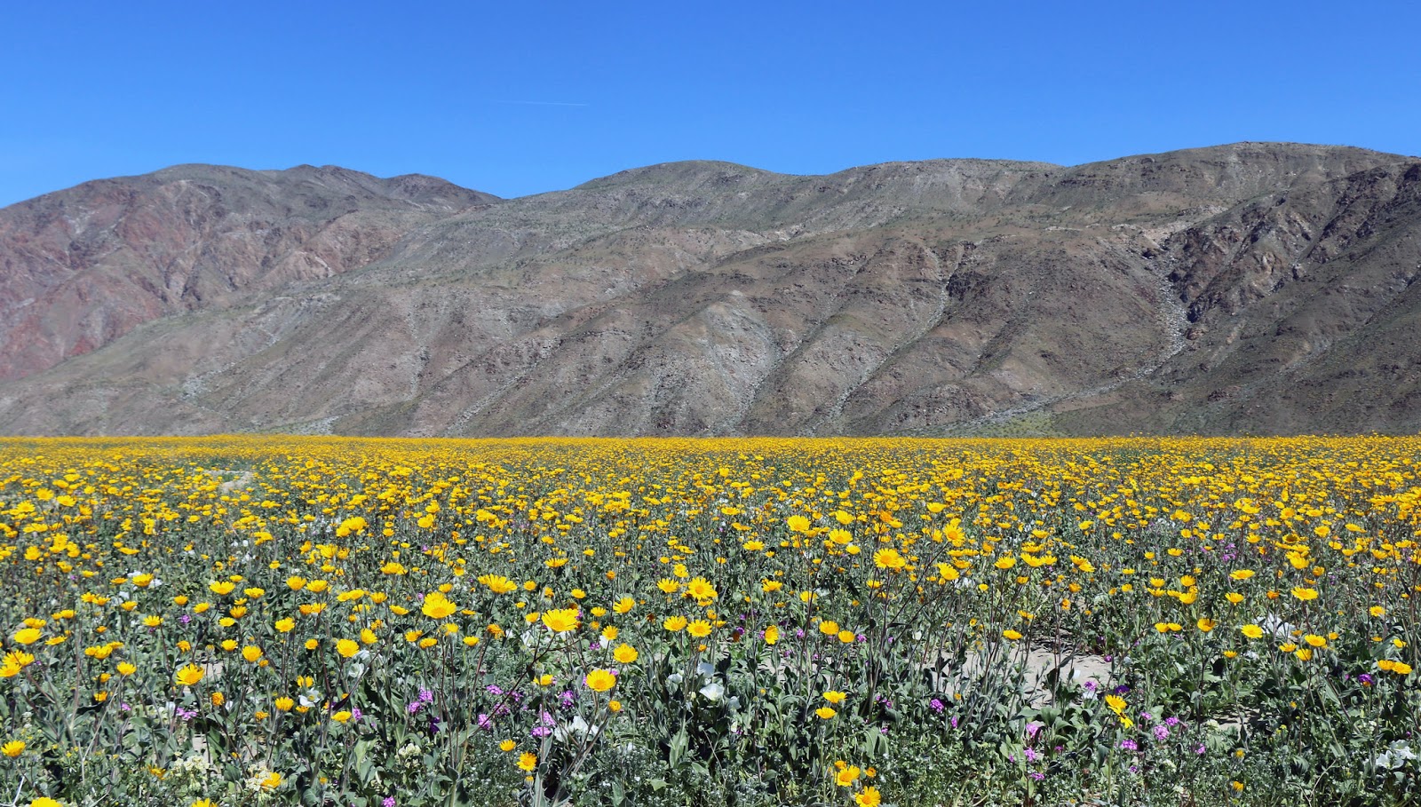 California's Wildflower Super Bloom | Earth Blog