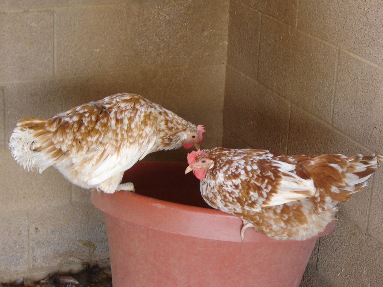 Aloha Chickens: Fall Breeder Pen #2