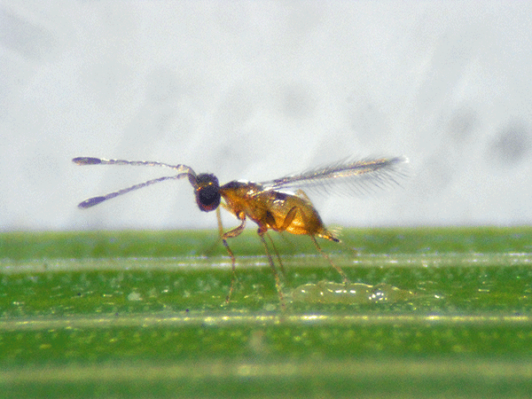 SIAPAKAH KAWAN KITA - JENIS PARASIT ? | ilmu pertanian