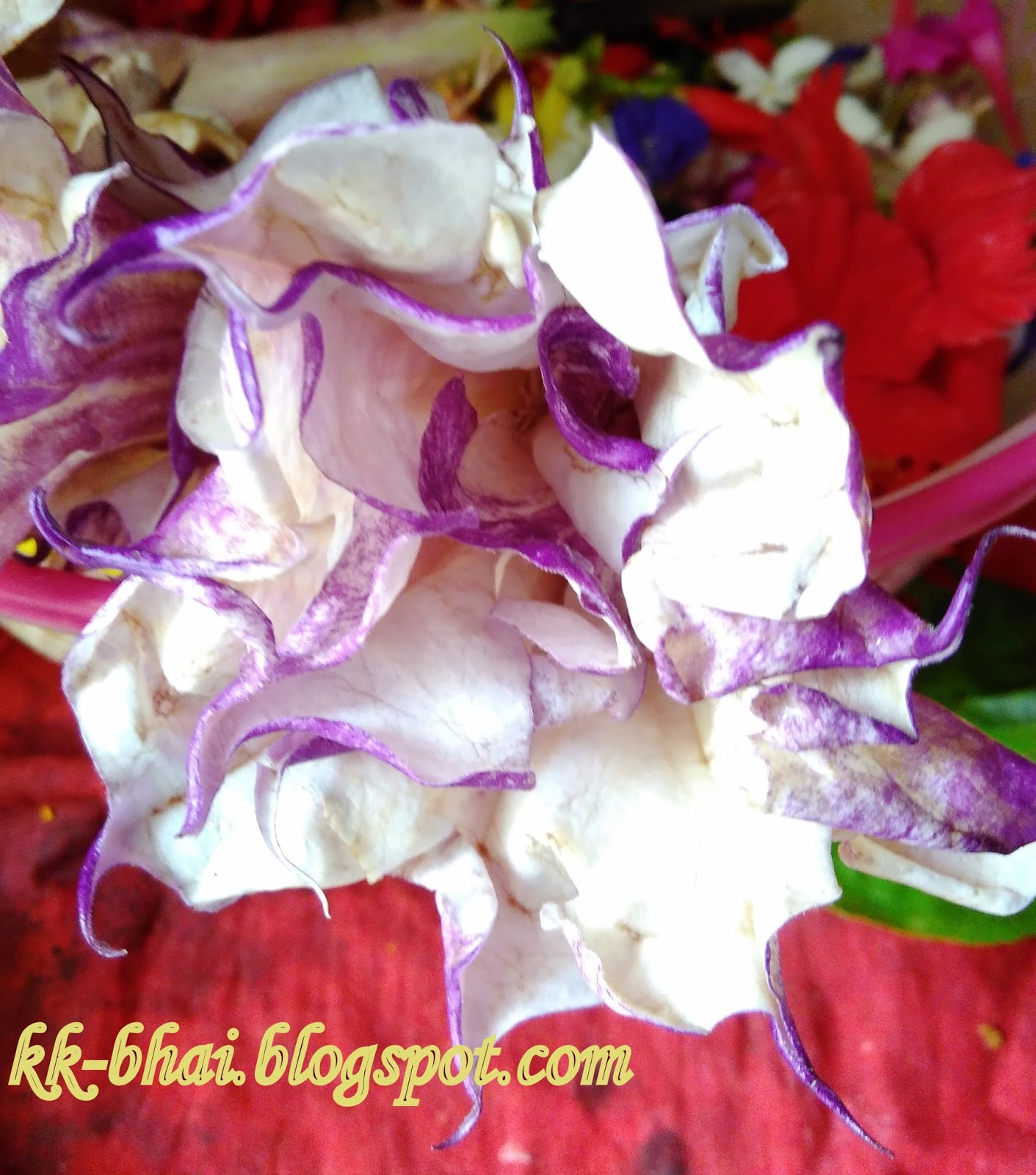 Dhatura flower for Lord Shiva