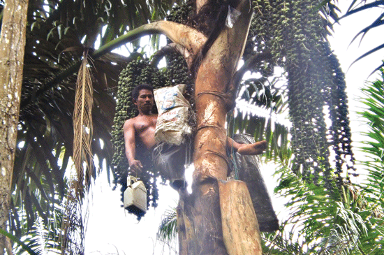 Budidaya Aren : Aren Dari A Sampai Z Dalam Foto