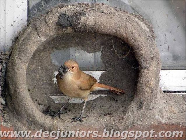 Cosas para compartir: El Hornero: construyendo su nido